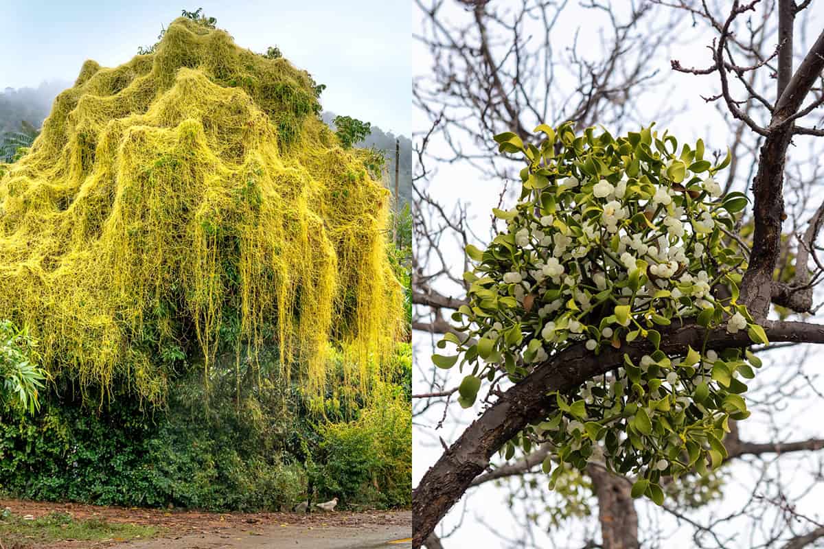 Plantas parásitas: qué son y cómo actúan – Economía y Viveros